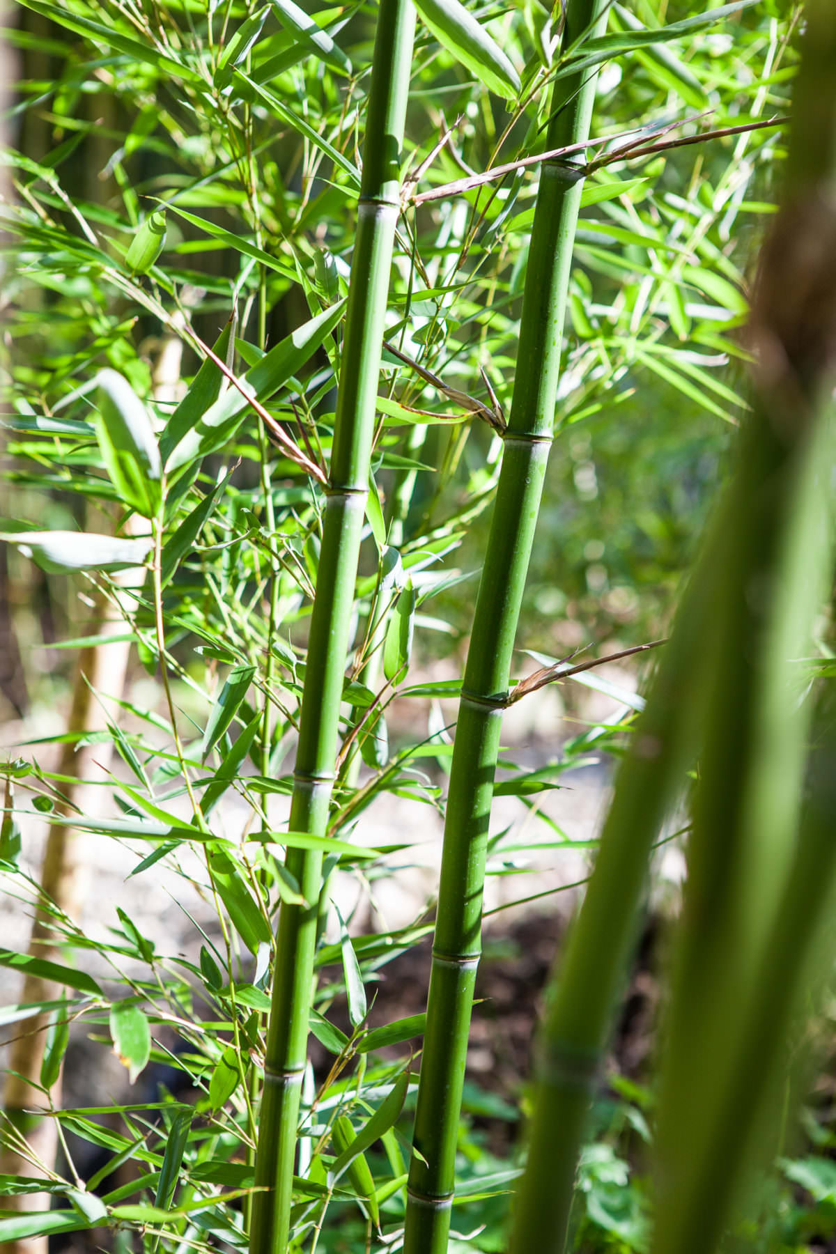 Phyllostachys praecox - Bedeutender Früh Bambus - Bambusmann | Beratung