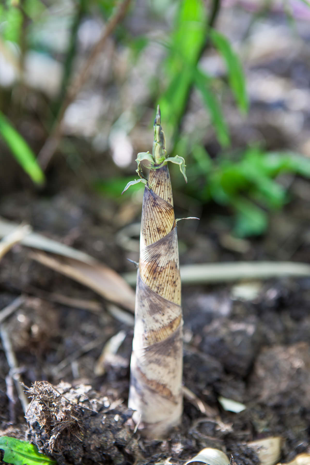Phyllostachys praecox - Bedeutender Früh Bambus - Bambusmann | Beratung