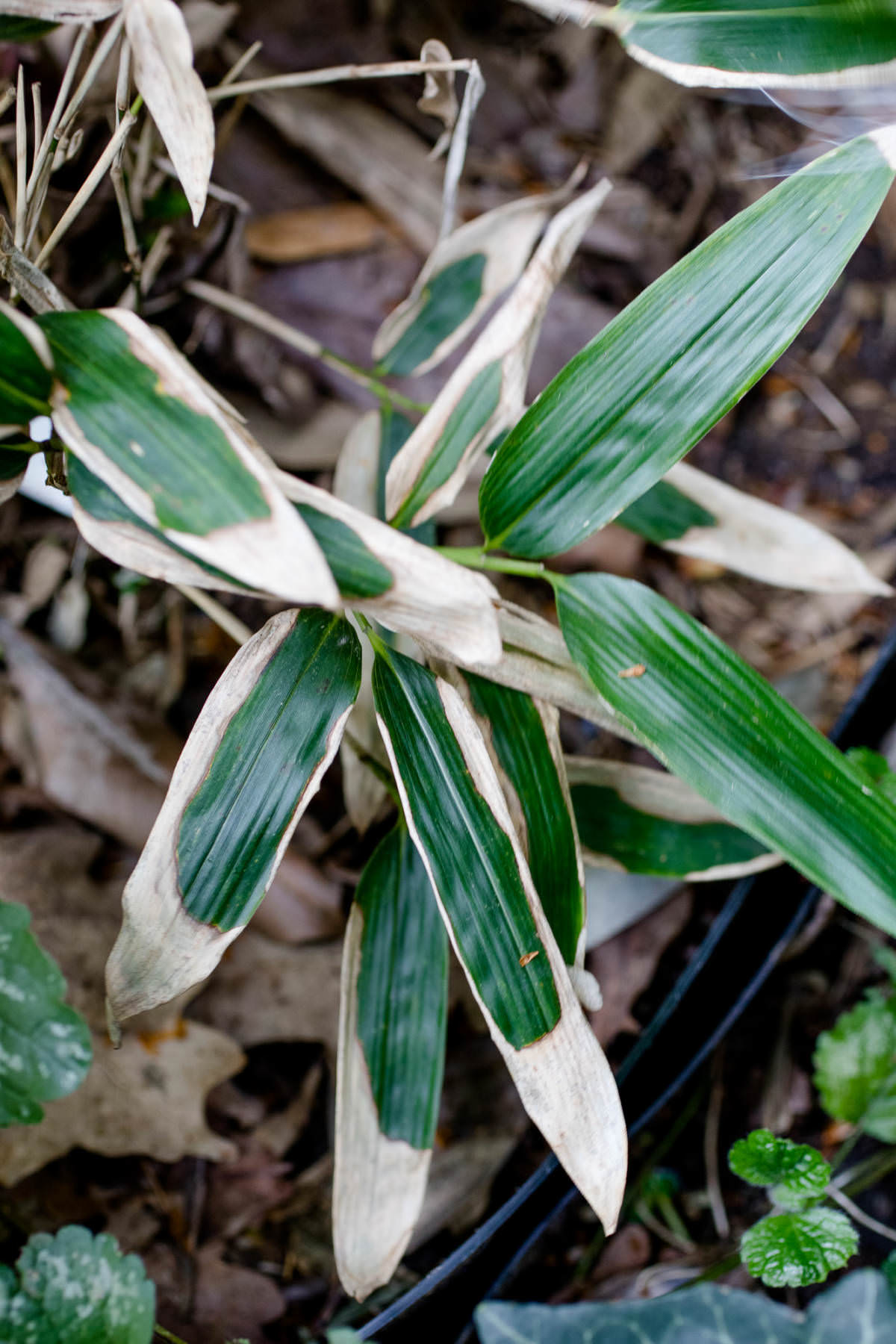 Sasa veitchii - Breitblättriger Zwergbambus - Bambus | Bambusmann