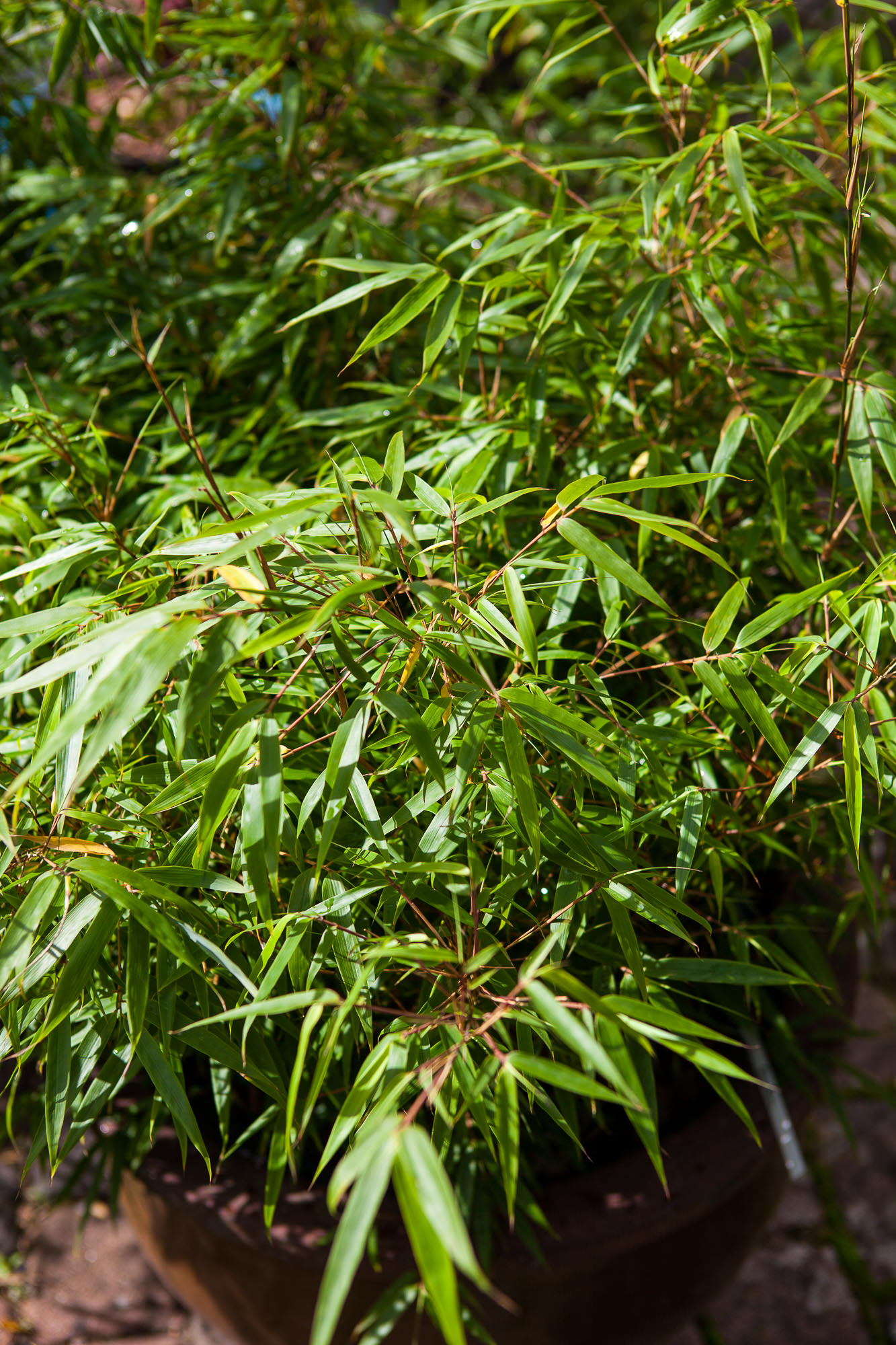 Fargesia murielae ‘Simba‘ - Bambusmann | Beratung