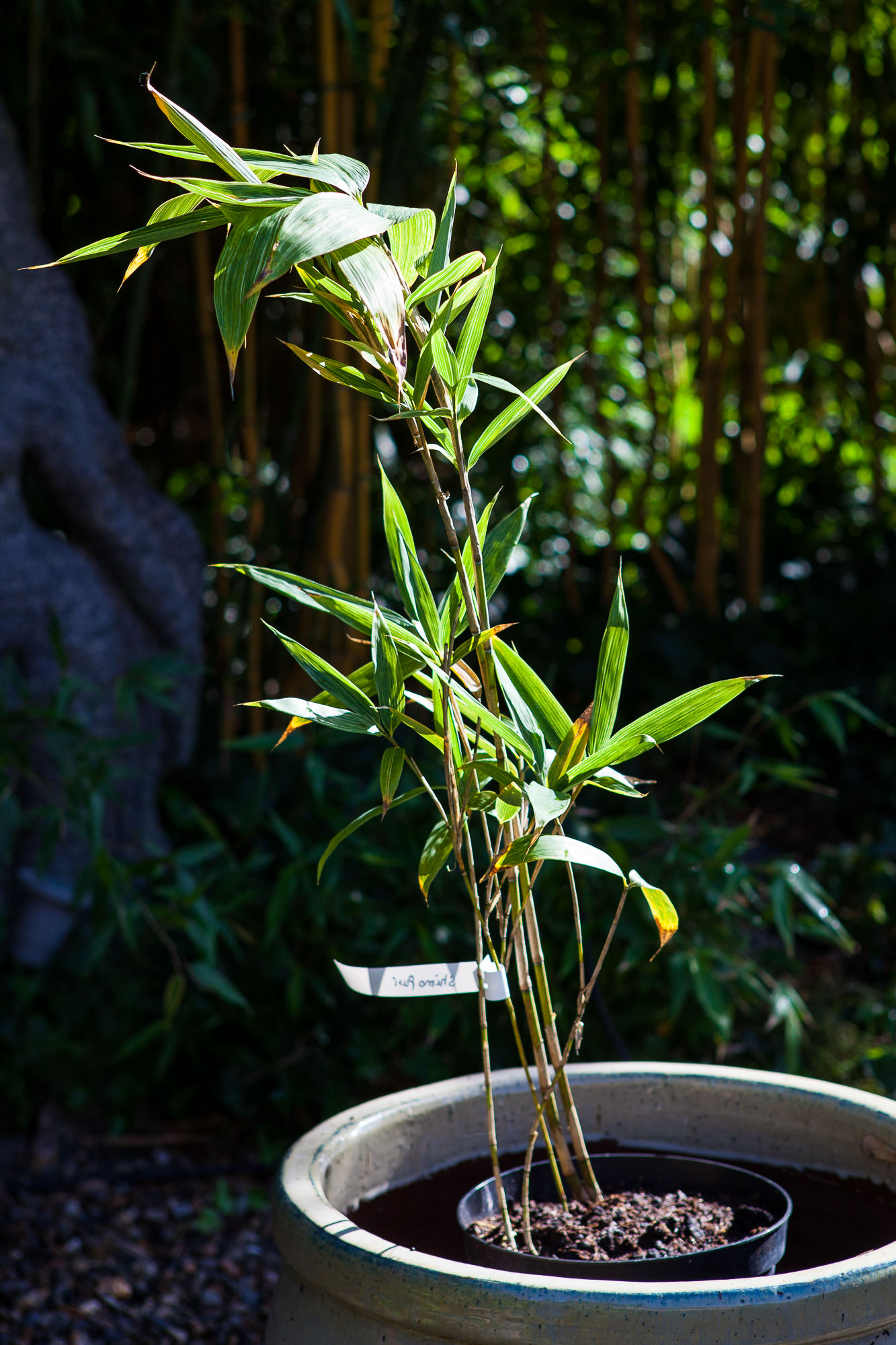 Sasa kurilensis 'Shimofuri' - Bambus