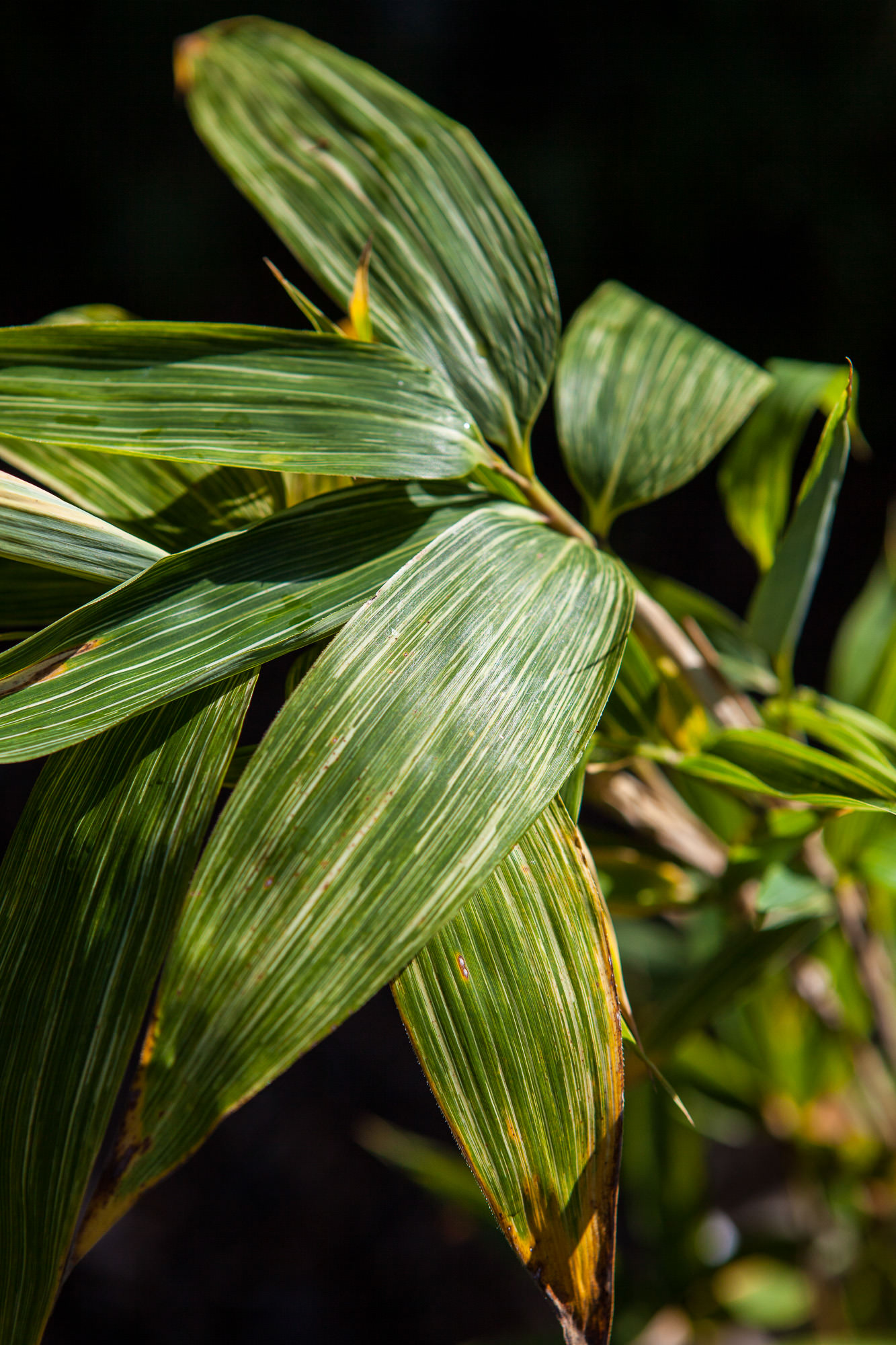 Sasa kurilensis 'Shimofuri' - Bambus
