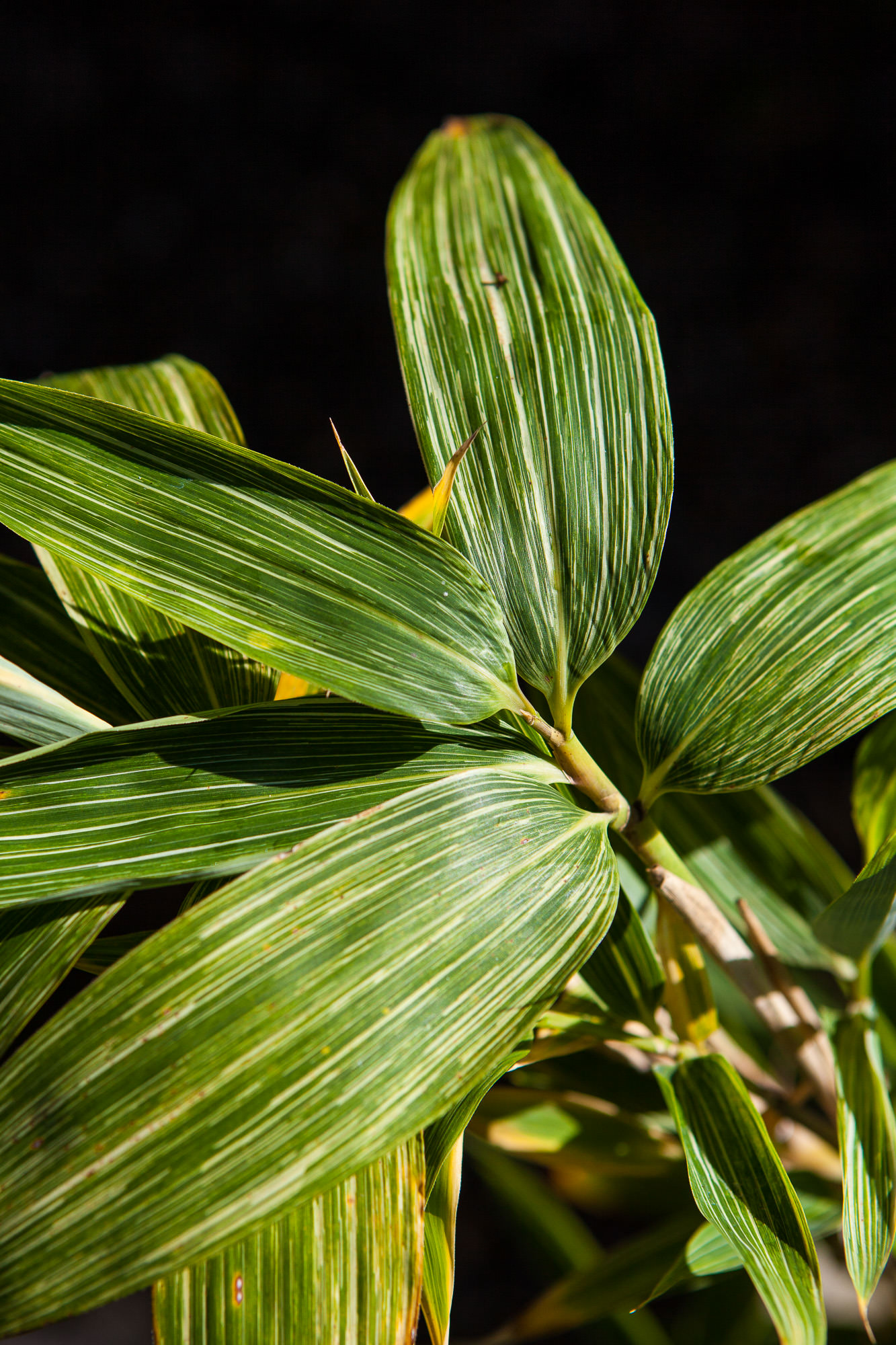 Sasa kurilensis 'Shimofuri' - Bambus